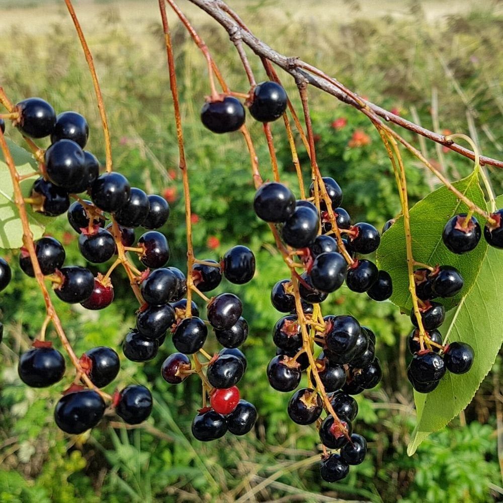 Монос (мойл) | Эмийн ургамал судлалын төв