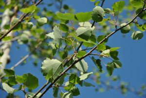 Quaking Aspen Buds, Leaf and Bark | Medicinal Herbs Study Center