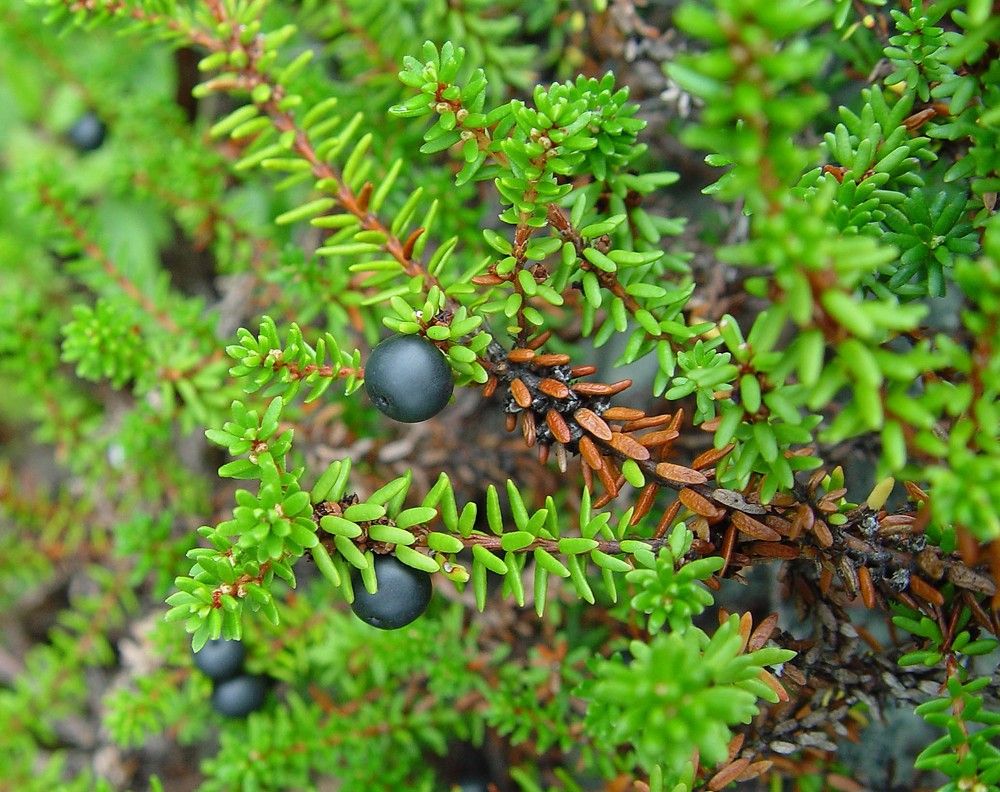 Black Crowberry Berry and Leaf | Medicinal Herbs Study Center