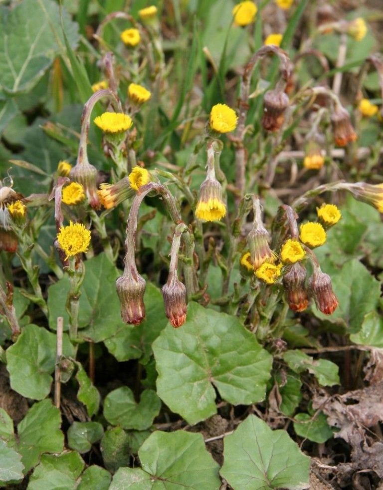 Coltsfoot Leaf | Medicinal Herbs Study Center