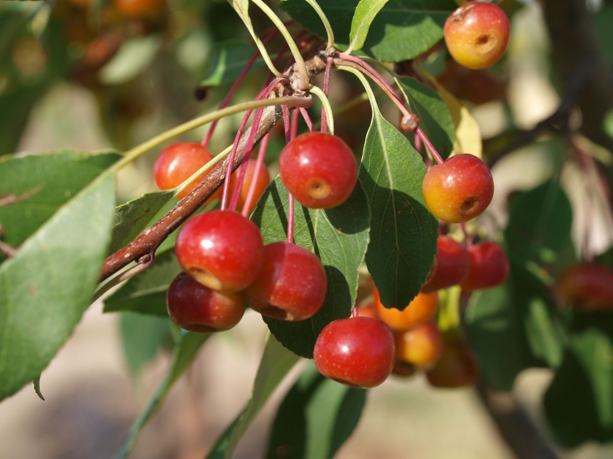 Siberian crabapple Fruits and Leaf | Medicinal Herbs Study Center
