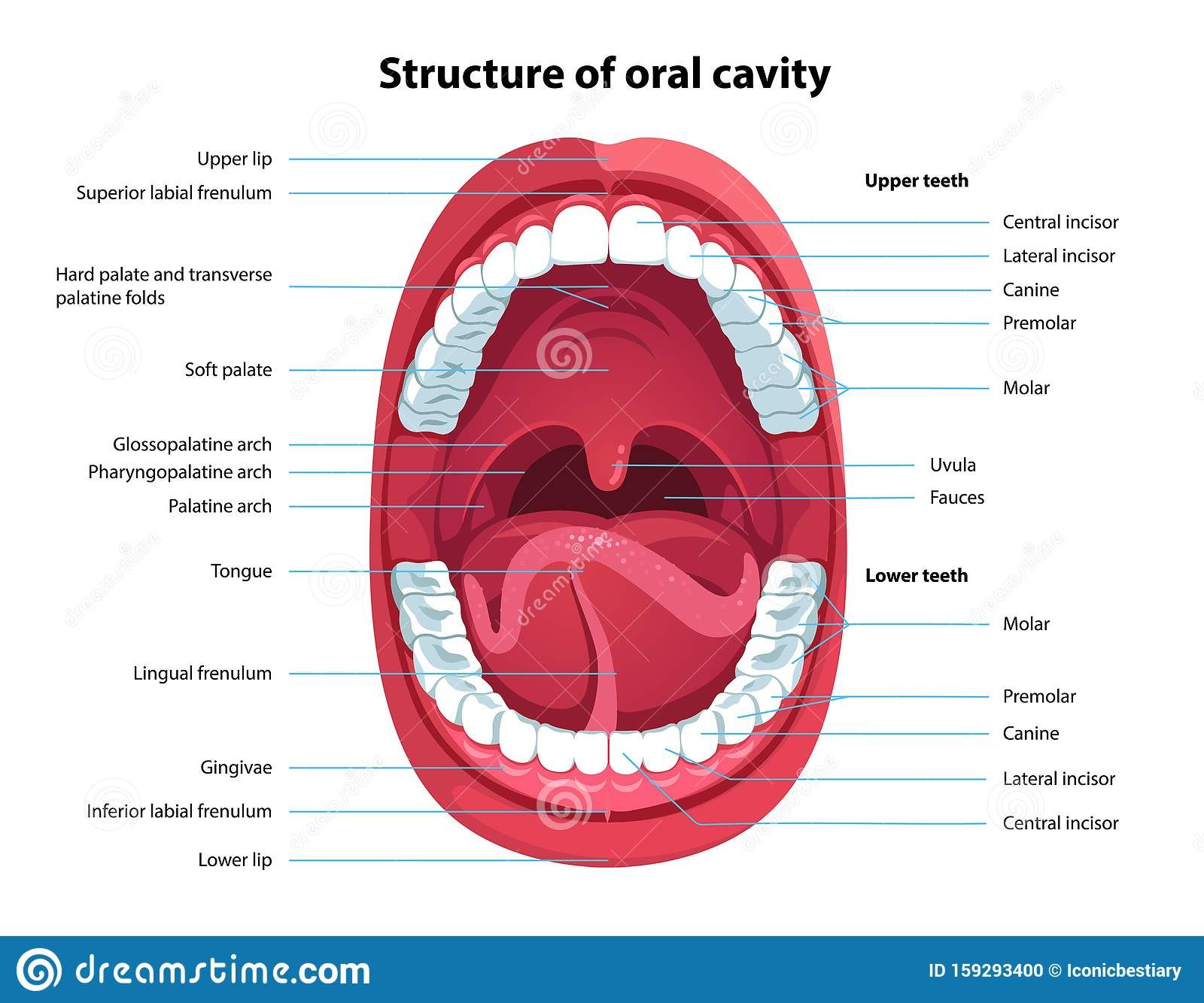 Ам уруул хуурайших, омгортон хатах | Эмийн ургамал судлалын төв