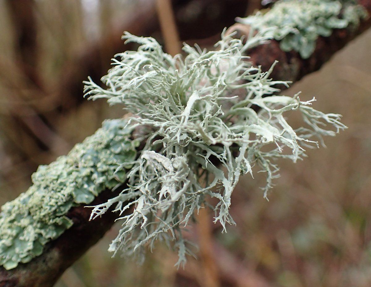 Beard lichens | Medicinal Herbs Study Center